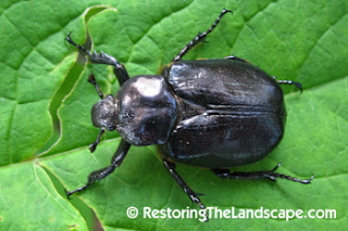 Restoring The Landscape With Native Plants: Hermit Flower Beetle ...