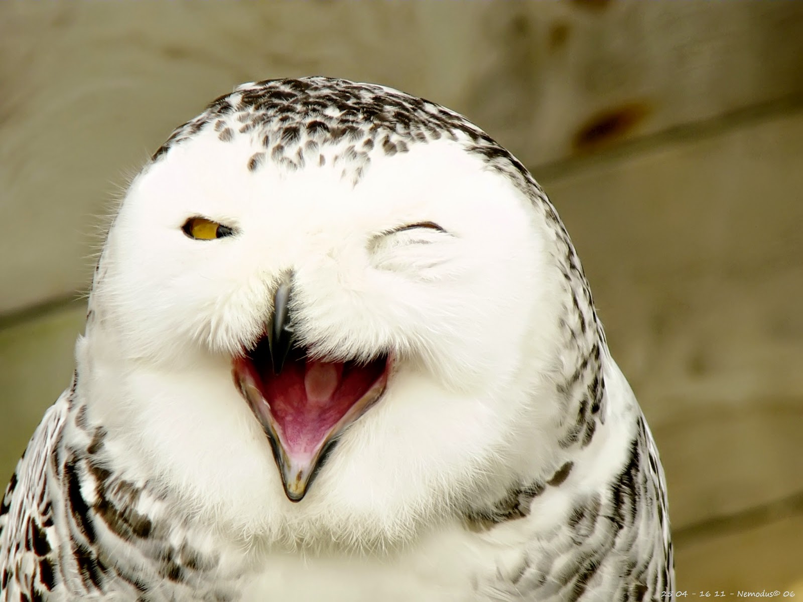 White Wolf : 10 Laughing Owls That Will Instantly Make Your Day Better ...