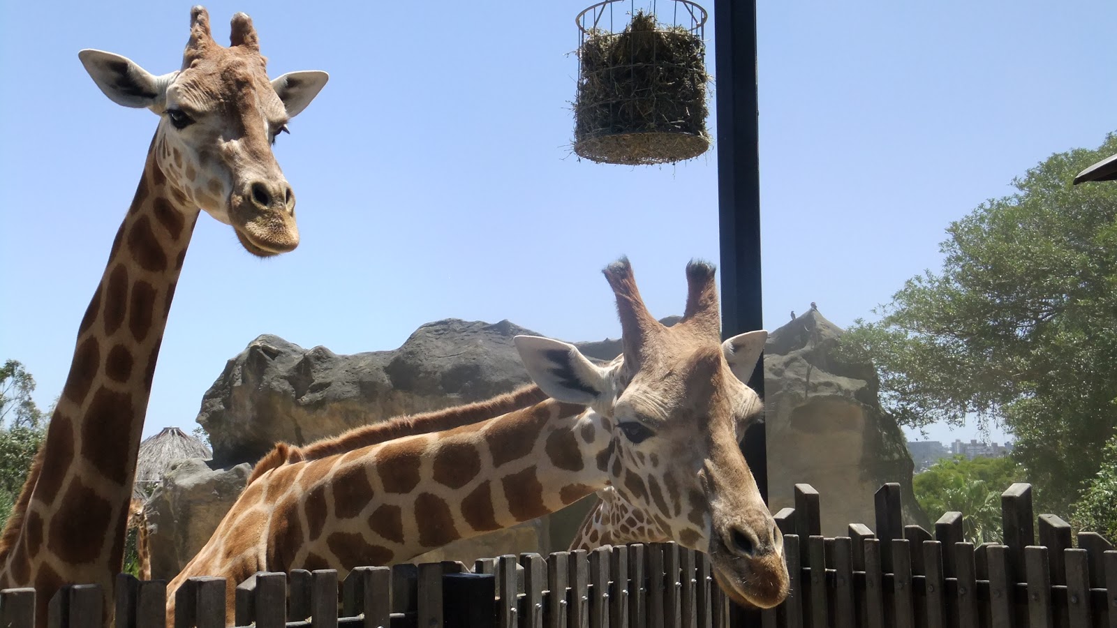 Justina-Overseas: Taronga Zoologijos Sodas Sidnėjus