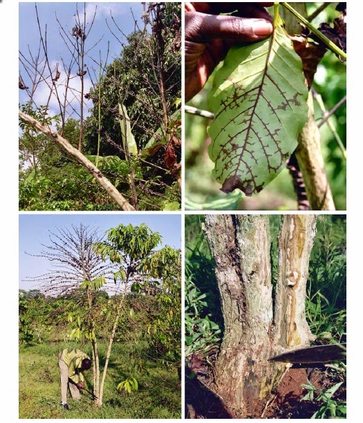 MENGENAL PENYAKIT LAYU KOPI (COFFEE WILT DISEASE)