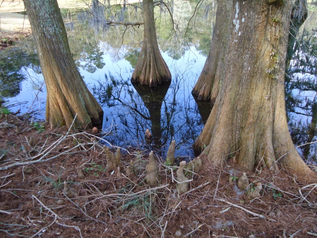 Spice of Life!: Roots