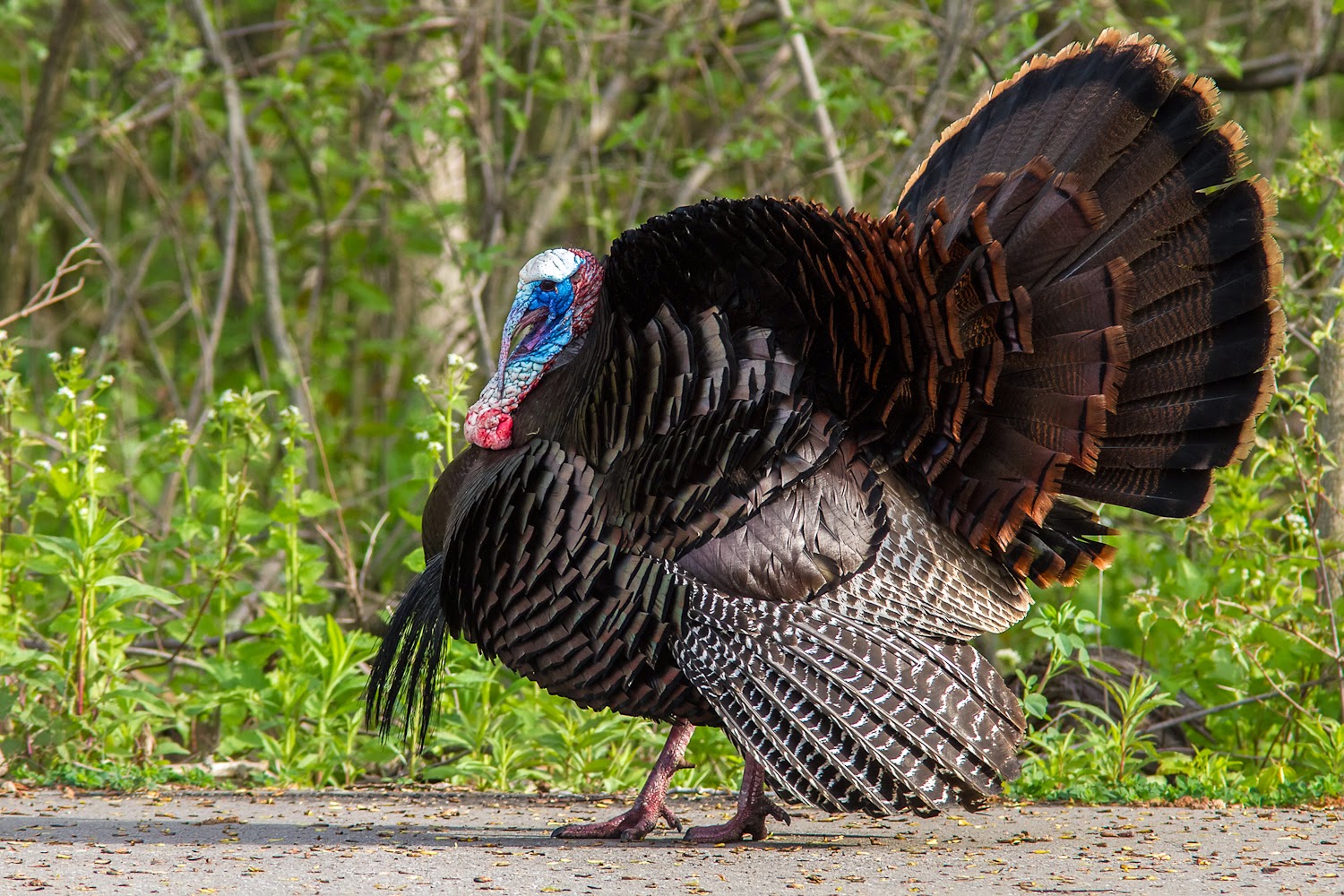 Project Gridless: Cooking Grouse, Wild Turkey and Waterfowl