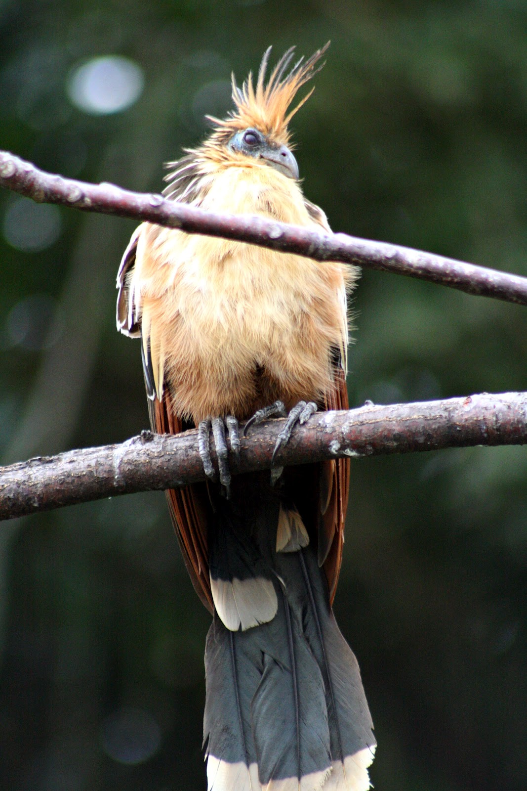 Adventures of an Adventurer: Tales from the Peruvian Amazon (Part 1 of 3)