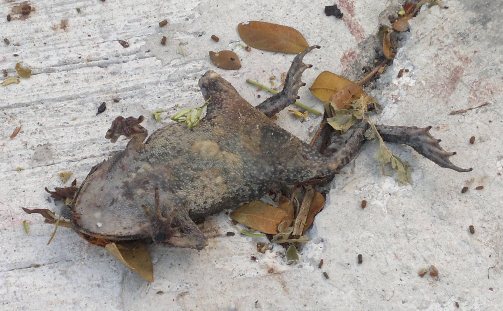 Anything Under the Sun: Wordless Wednesday - Dead Frog