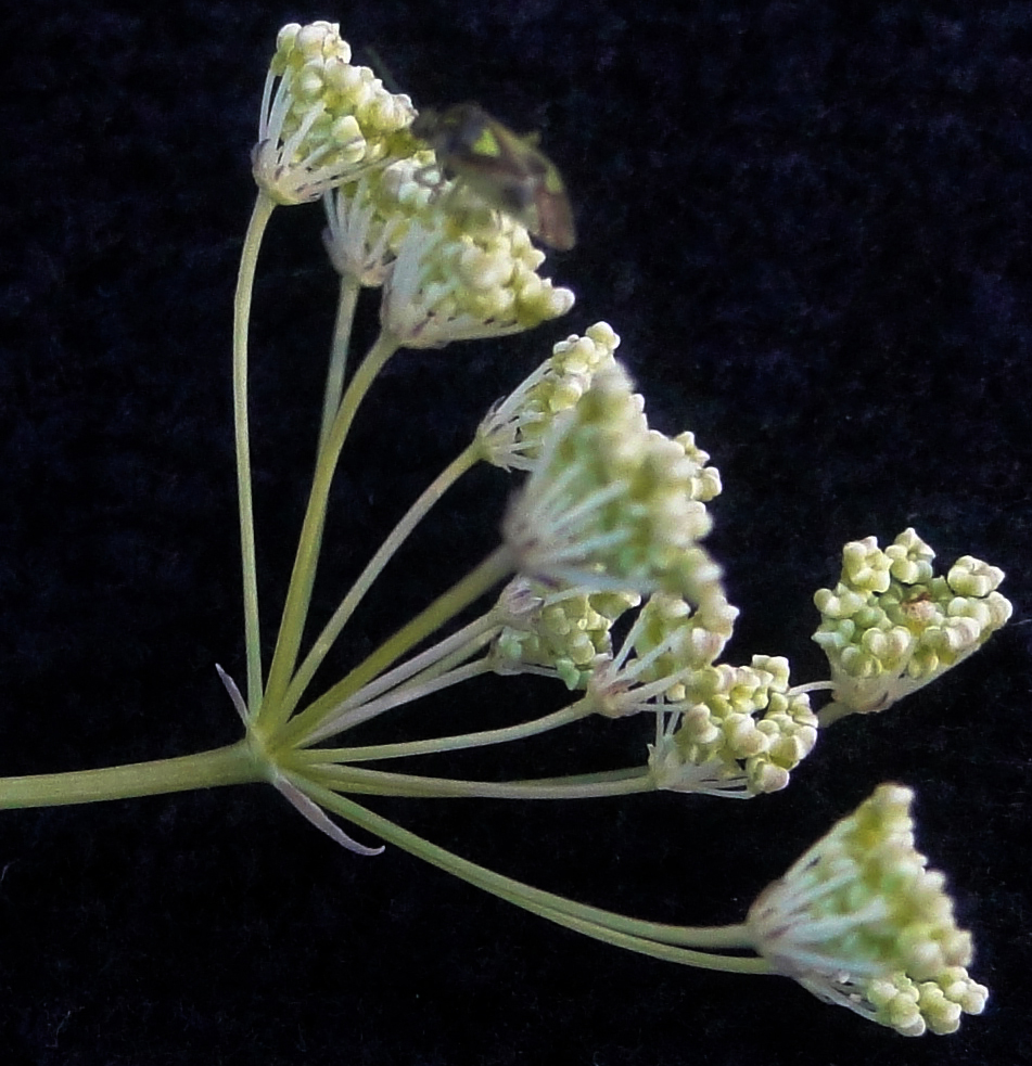 Slatsz' Wildflower Walks 2012 - two: July 17, 2012 - white knapweed ...