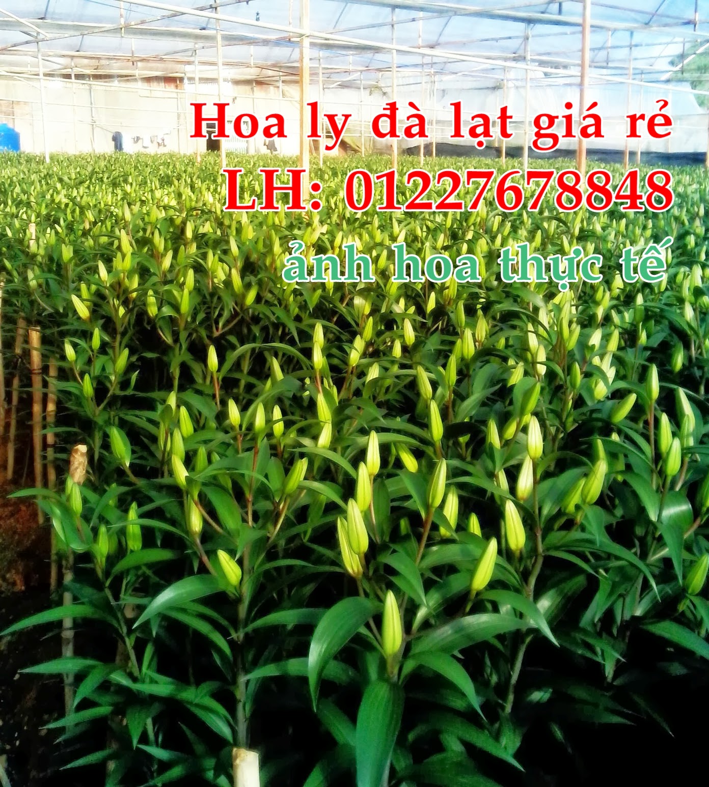 Hoa ly tết 2014 - hoa ly đà lạt cắt cành giá rẻ - hoa ly tet - 01227678848