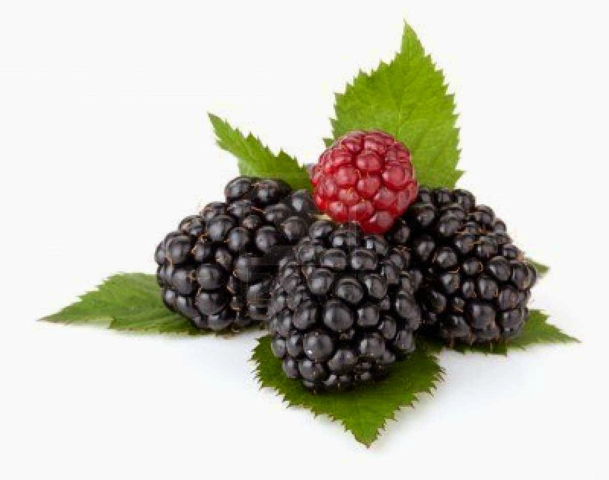 PULPA DE MORA FRUTICAMP