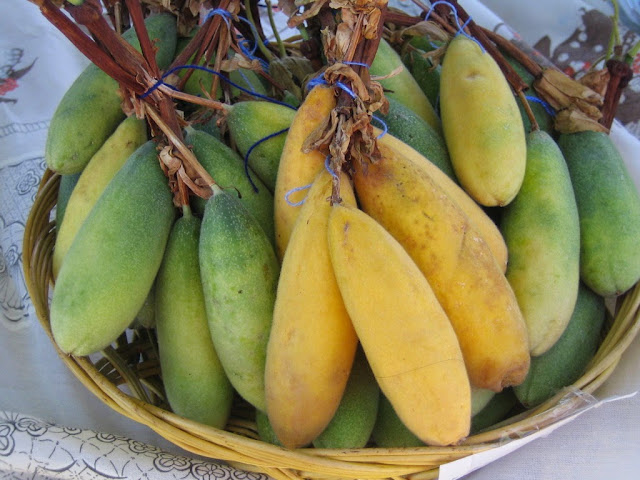 Maracujá Banana - Passiflora molissima