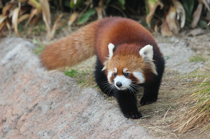 Zoos in Japan: Kobe Oji Zoo’s Cute Red Panda