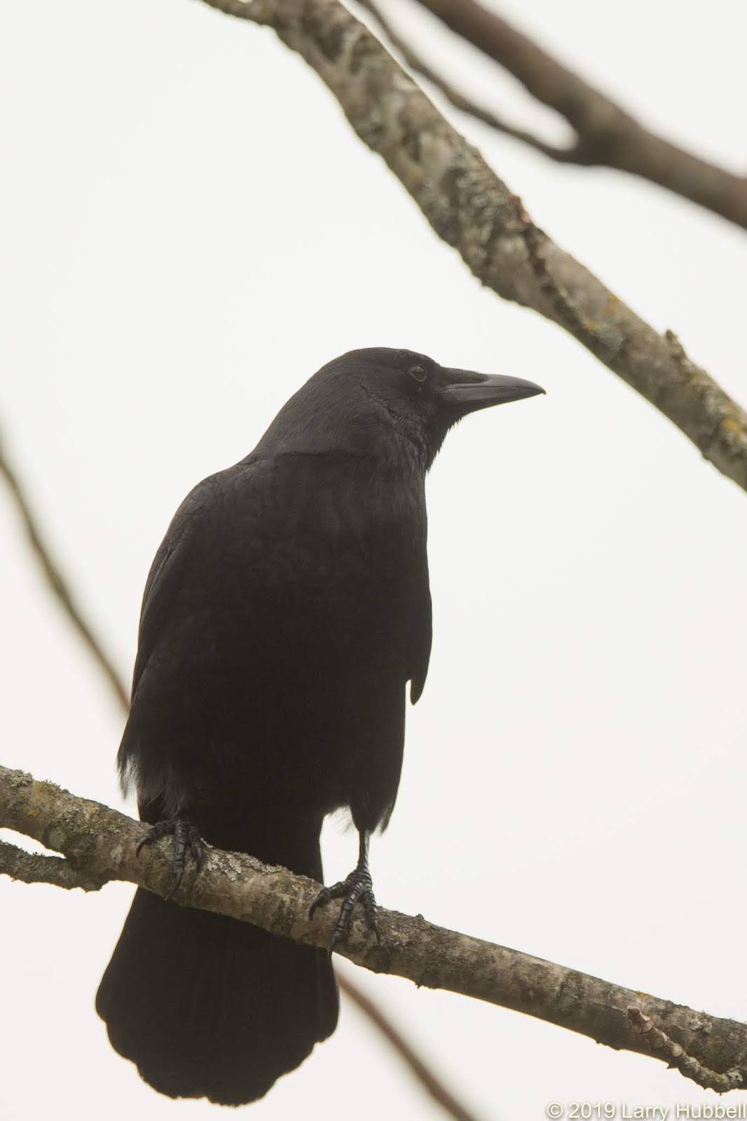 Union Bay Watch : The Mythical Raven