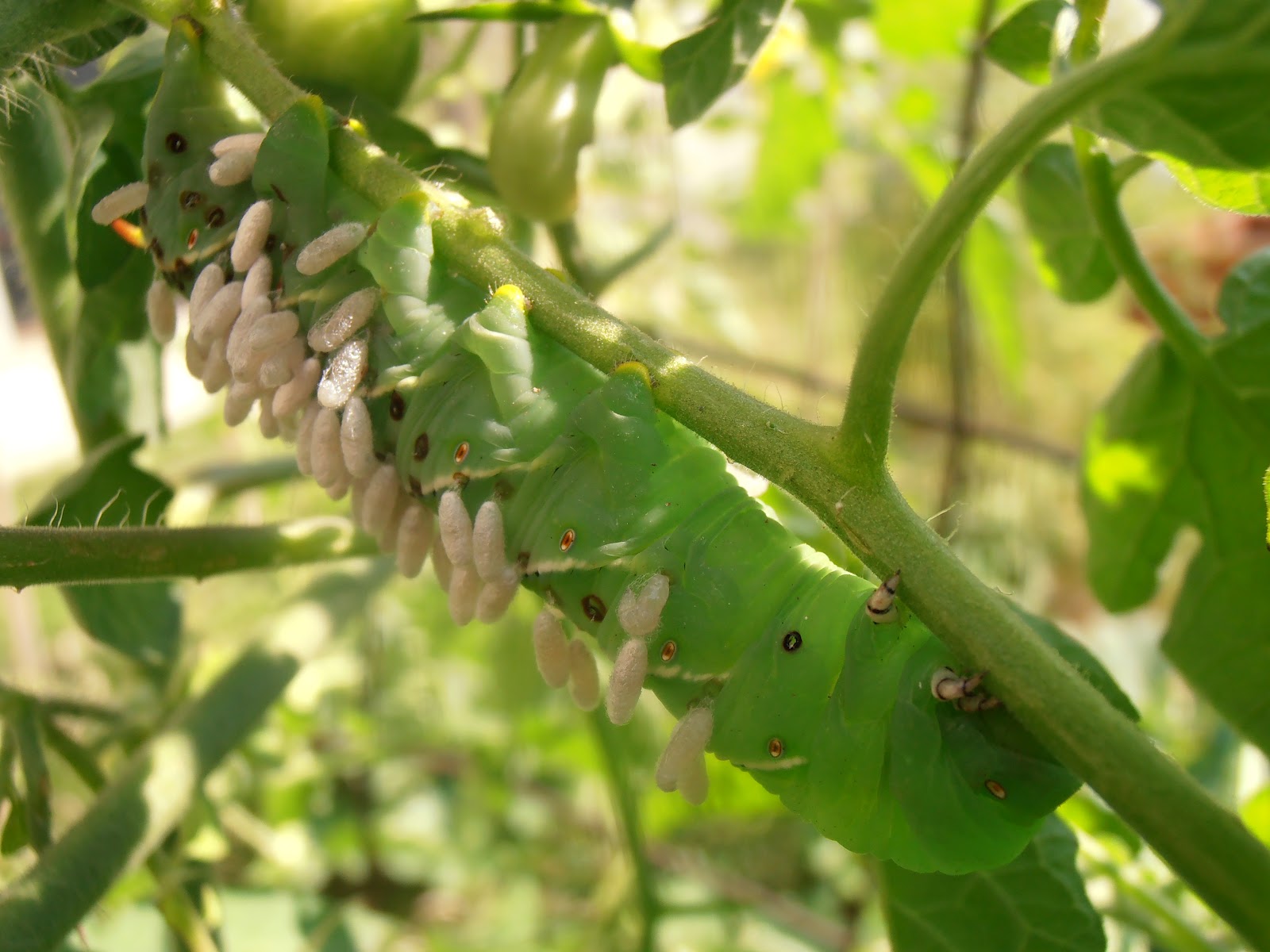 The Insect World: Manduca quinquemaculata: The Tomato Hornworm