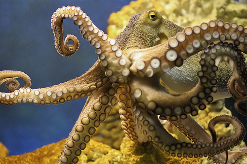 Octopus - Wild Life Planet