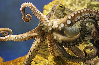 Octopus - Wild Life Planet