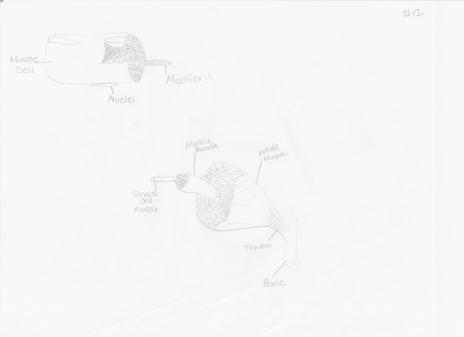 Walls Bio 156 Human Biology: Lab 5 Chicken Leg Dissection