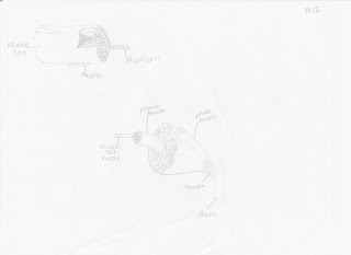 Walls Bio 156 Human Biology: Lab 5 Chicken Leg Dissection