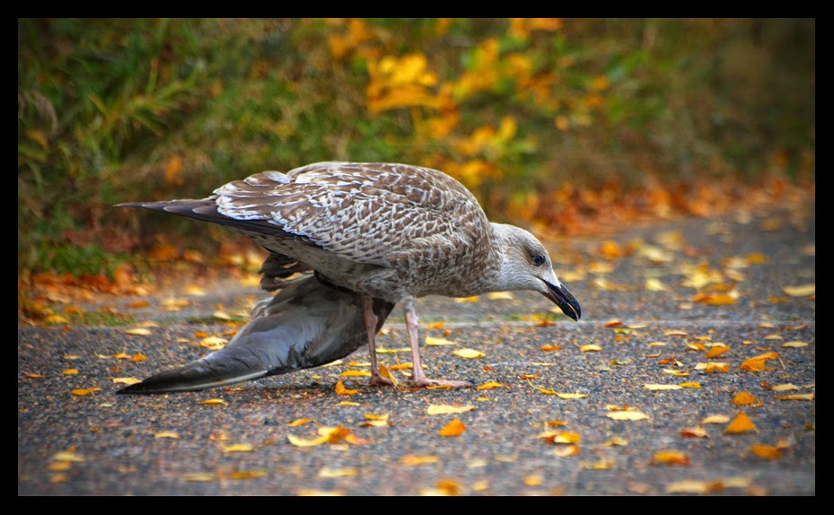 Mis amigas las palomas: Tratamiento ALA ROTA