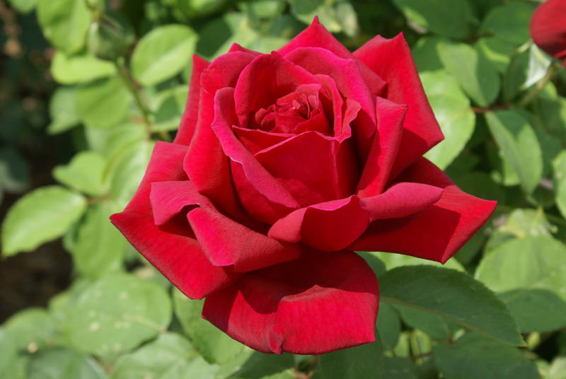 ALL SAINTS: Flowers in Christian Symbolism