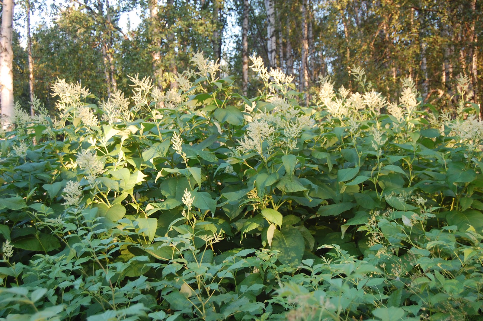 Svanå trädgård: Parkslide och Jätteslide.