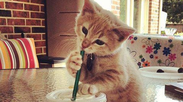 Photo de chat: Chat roux qui boit à la paille