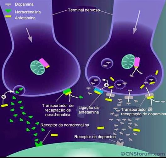 Toxicologia Geral - Farmácia - INTA: ANFETAMINAS E DERIVADOS