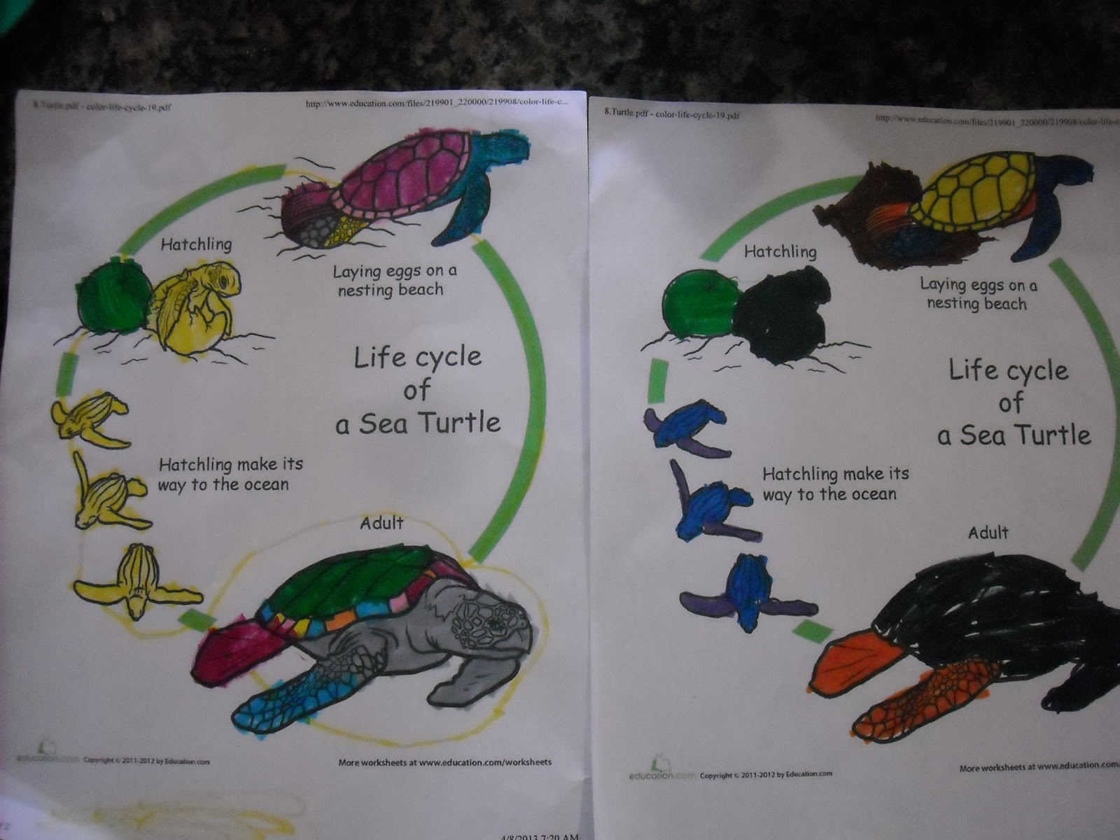 Preschool and More: Life Cycles