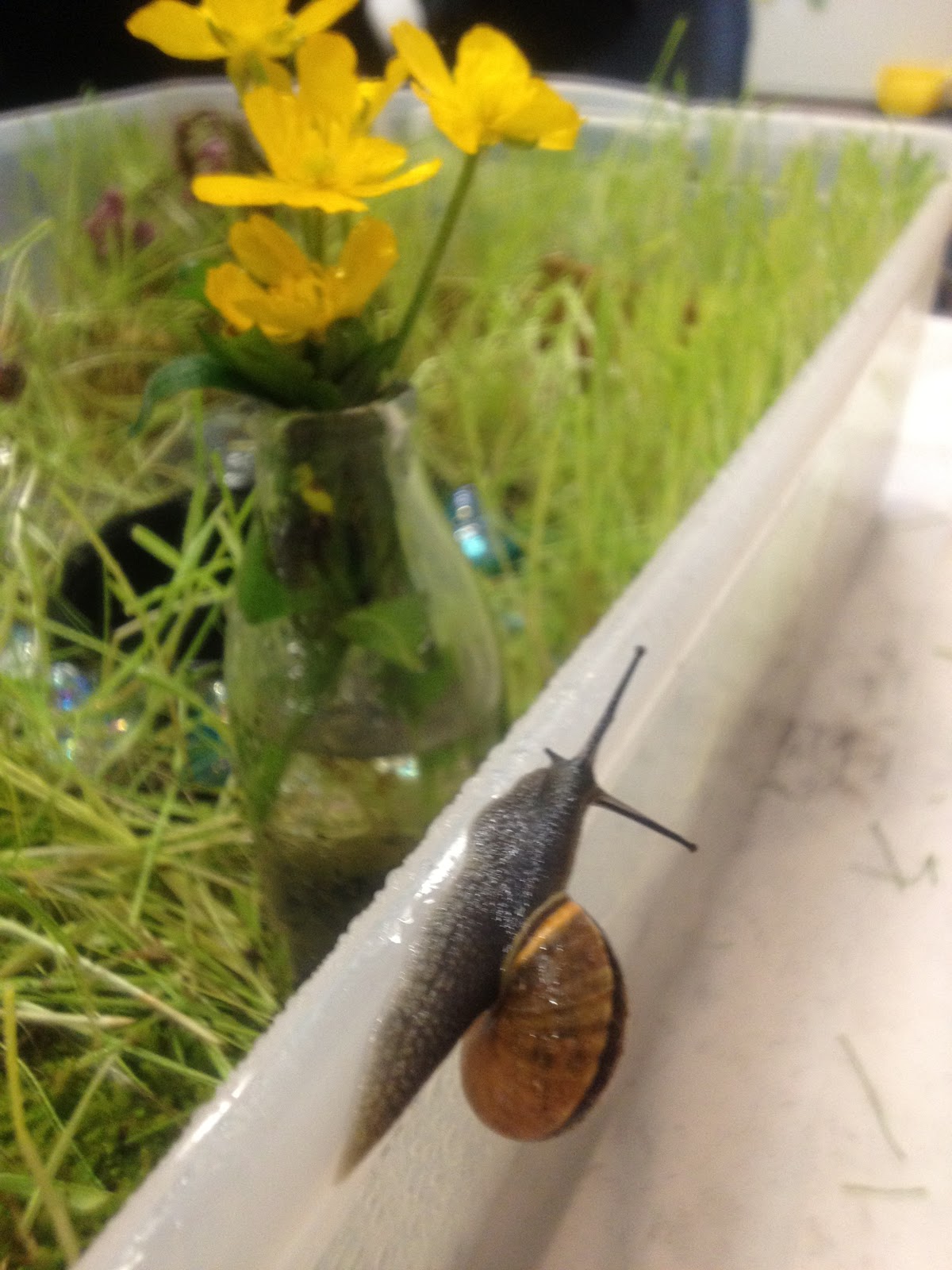 StrongStart: Snail Moving
