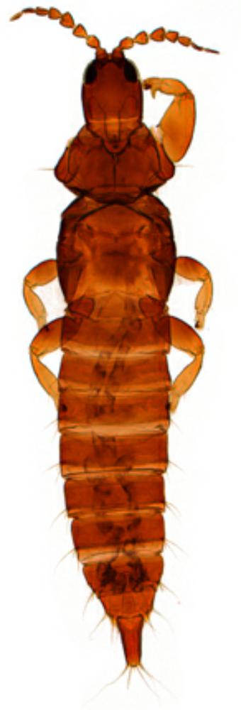 Variety of Life: Plectrothripini