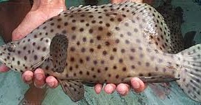 Klasifikasi Dan Morfologi Ikan Kerapu Bebek - IKAN DAN LAUT