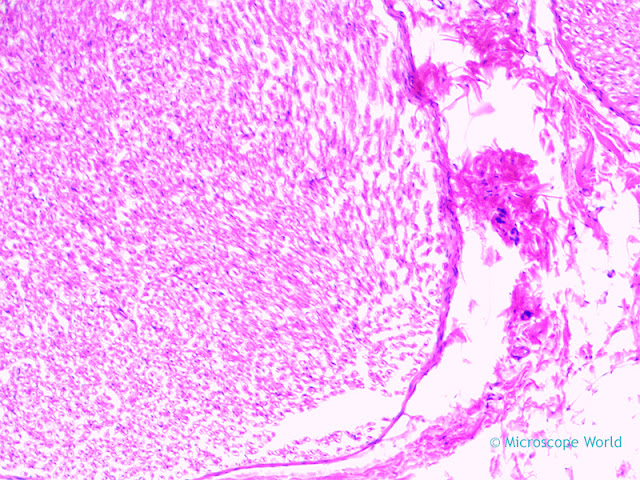 Microscope World Blog: Veins under the Microscope
