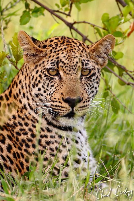 .: 6th January – Lovely Leap of Leopards