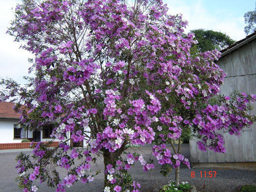 Viveiro Jequitibá: Manacá da Serra