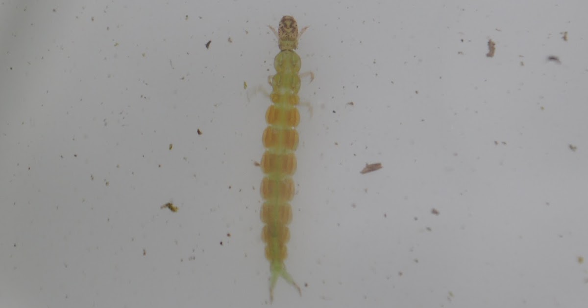 ZOOTOGRAFIANDO (6.100 ANIMALS): FRIGÁNEA (Polycentropus)