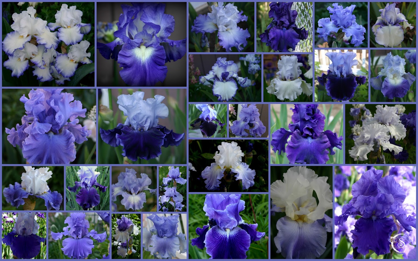 TALL BEARDED IRIS--BLUE FAVORITES FROM THE GARDEN - Sowing the Seeds