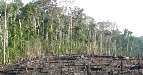Dampak Degradasi Hutan - Biologizone