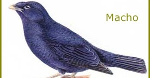 Salmonetes Ya No Nos Quedan: Tilonorrincos