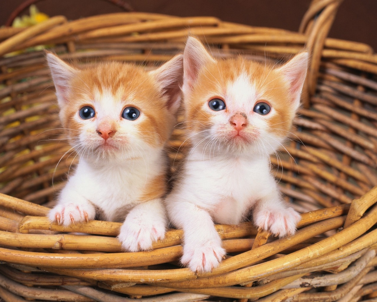 Beautiful dogs and cats wallpapers ~ Amazing World