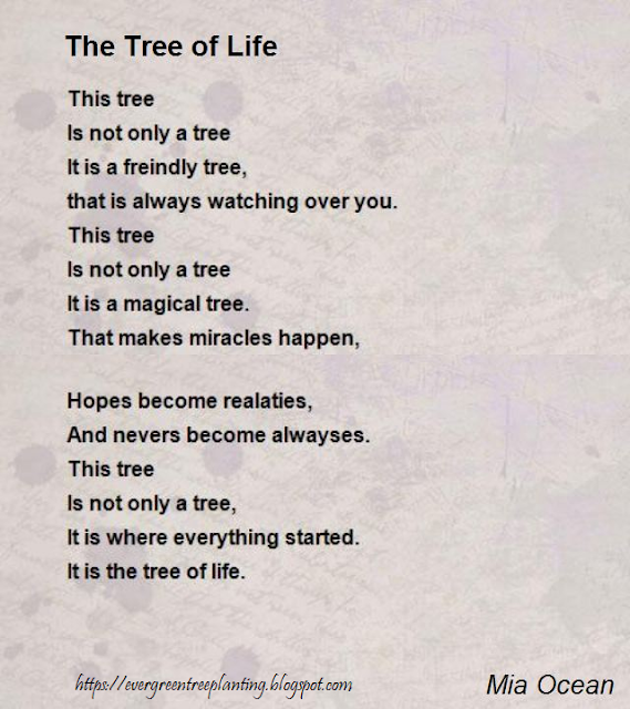 Evergreen Tree planting: Tree Of Life Poem bonsai tree