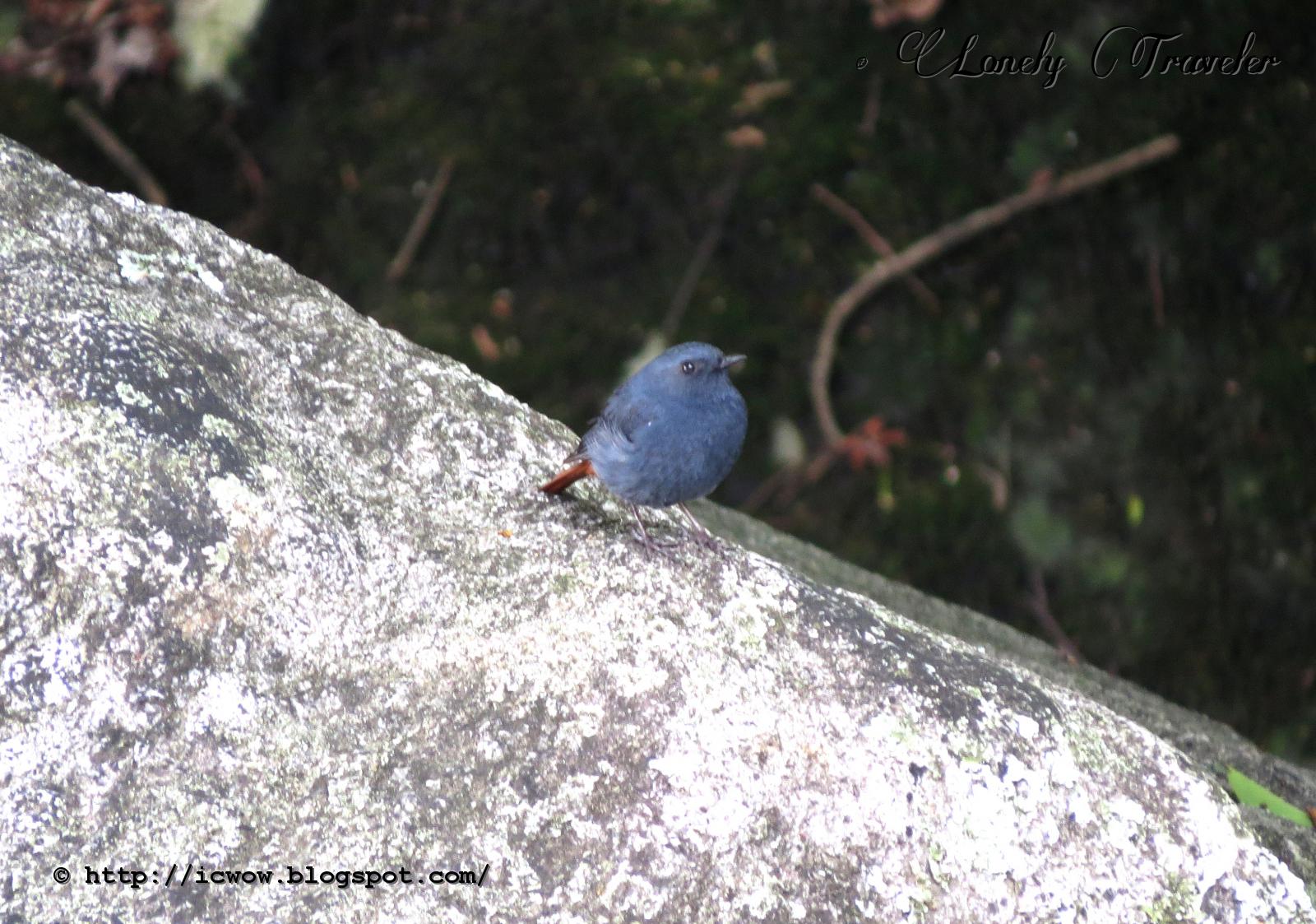 Plumbeous water redstart - Phoenicurus fuliginosus