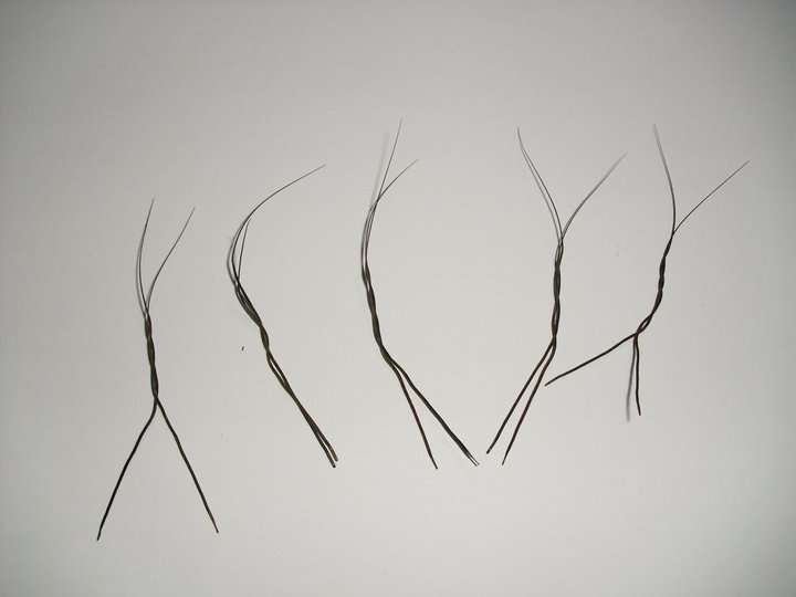 .: BULU PERINDU ASLI KALIMANTAN