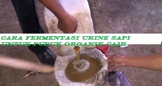 Cara Fermentasi Urine Sapi Untuk Pupuk Organik Cair - Pustaka Ilmu