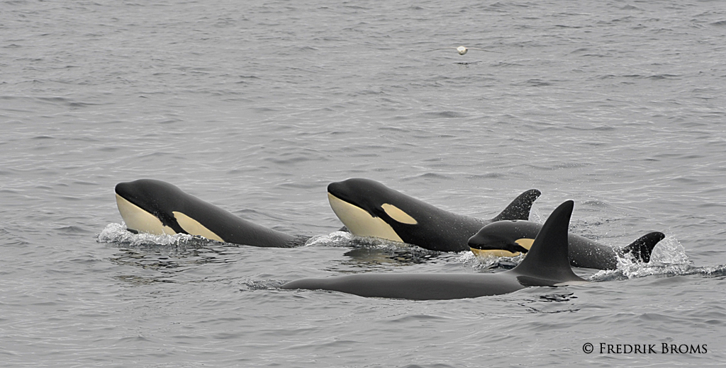 Northern Lights Photography: Killer Whale family