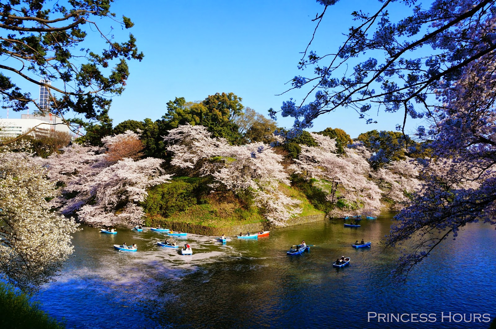 PRINCESS HOURS: Top 5 Hanami Spots in Tokyo