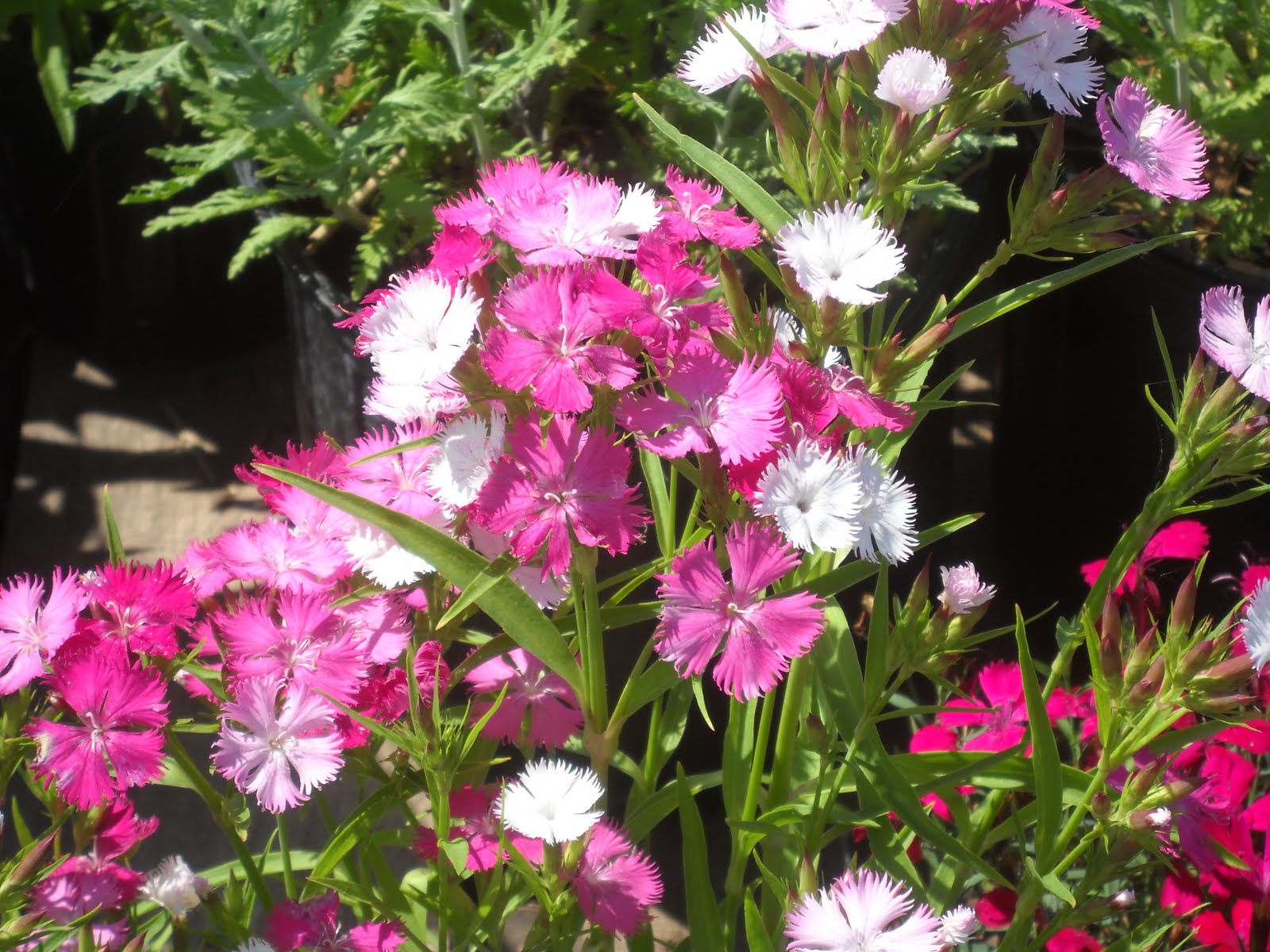 Earthworks, St. Peter, Minnesota: Dianthus - next in the plant ...