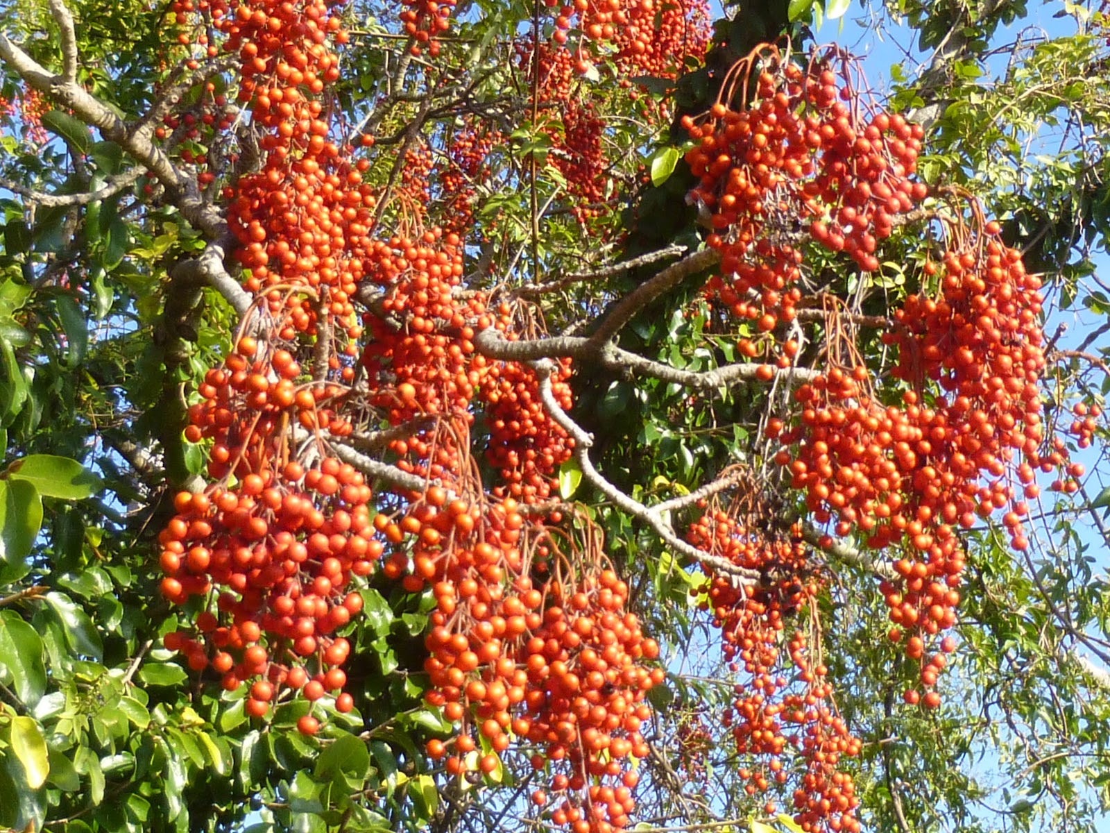 Our New Zealand Adventures: SPRING TIME IN NEW ZEALAND