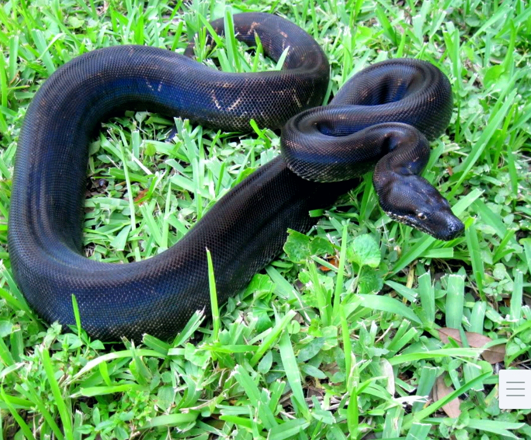 BOA IMG o BOA ECLIPSE, ¿quién es quién?