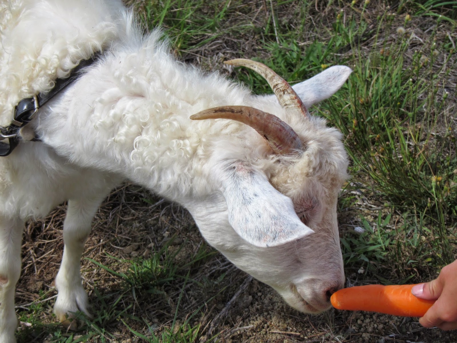 cabbage tree farm: Polly the goat