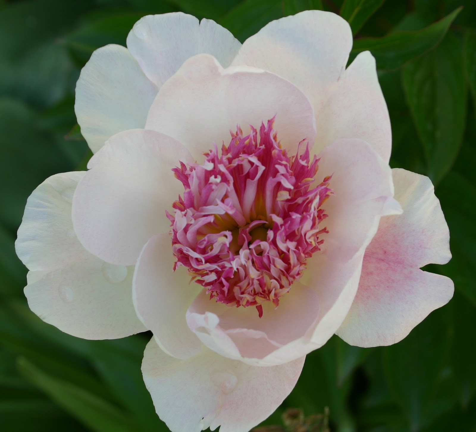 EARLY PEONIES FOR SPRING ARRANGEMENTS - Extra long-lasting in the vase ...