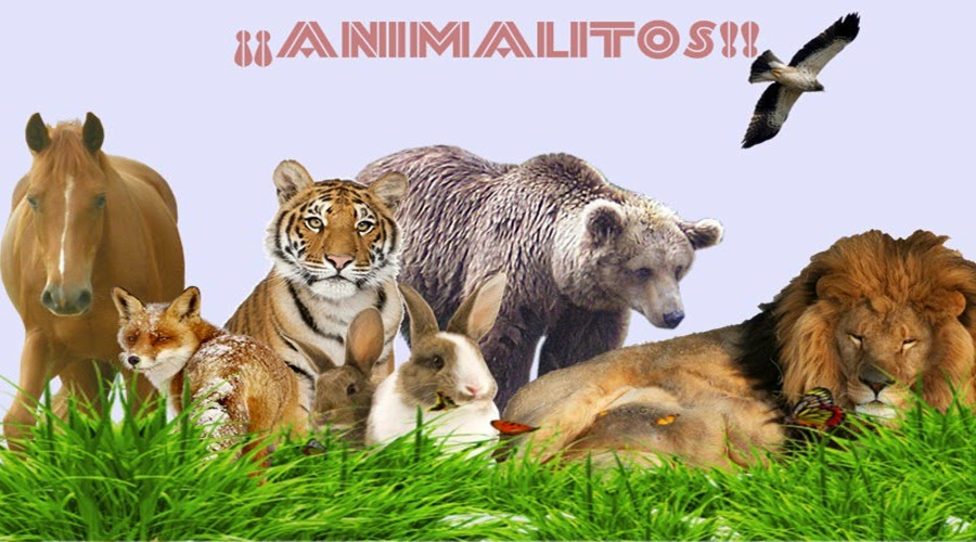 ANIMALITOS!!: Duiker Cebra