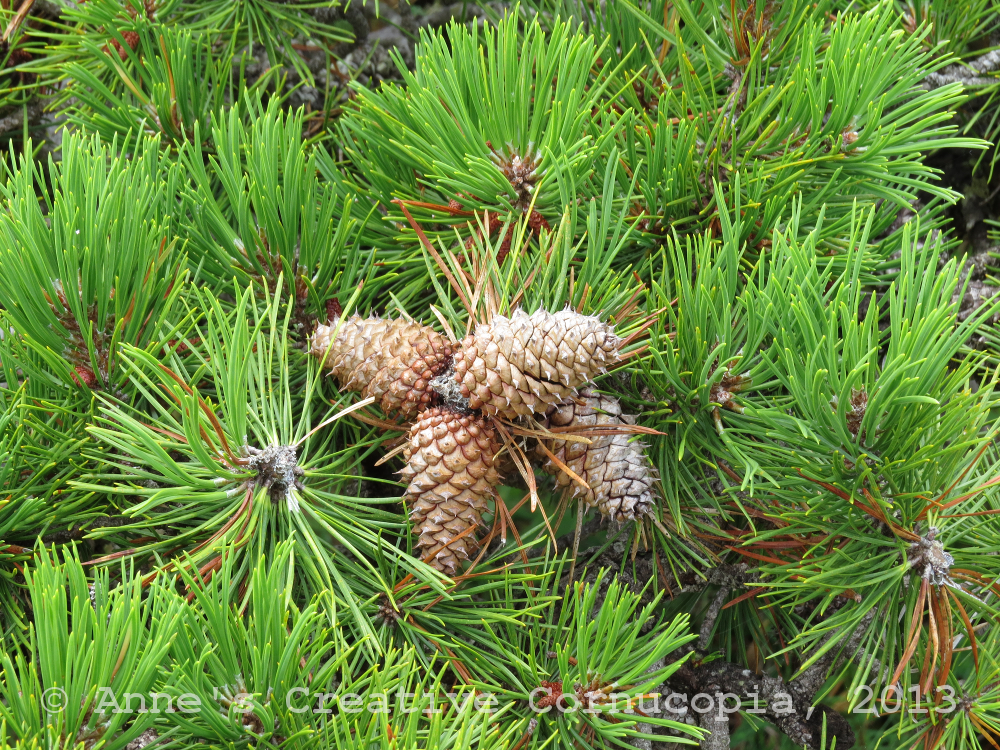 Anne's Creative Cornucopia: Pine Trees - Photographs