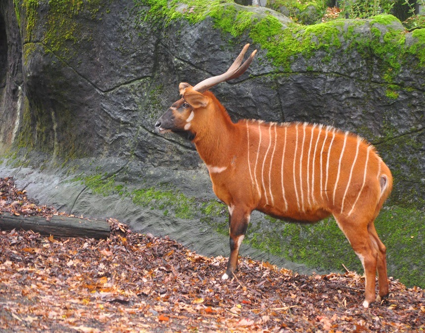 ZOOTOGRAFIANDO (6.100 ANIMALS): BONGO / BONGO (Tragelaphus eurycerus)